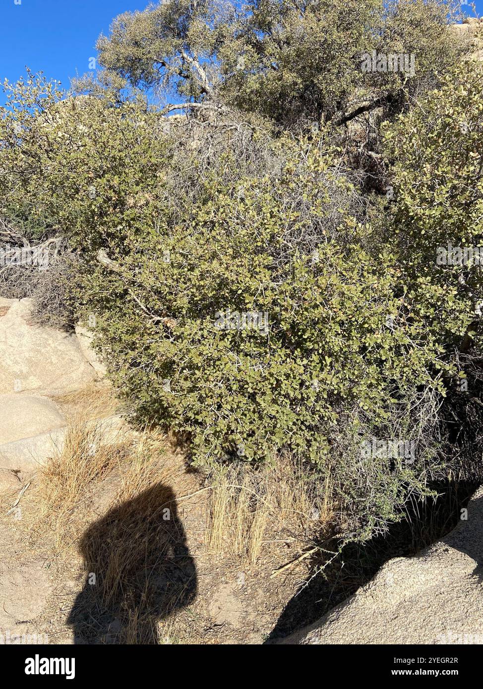 Muller's oak (Quercus cornelius-mulleri Stock Photo - Alamy