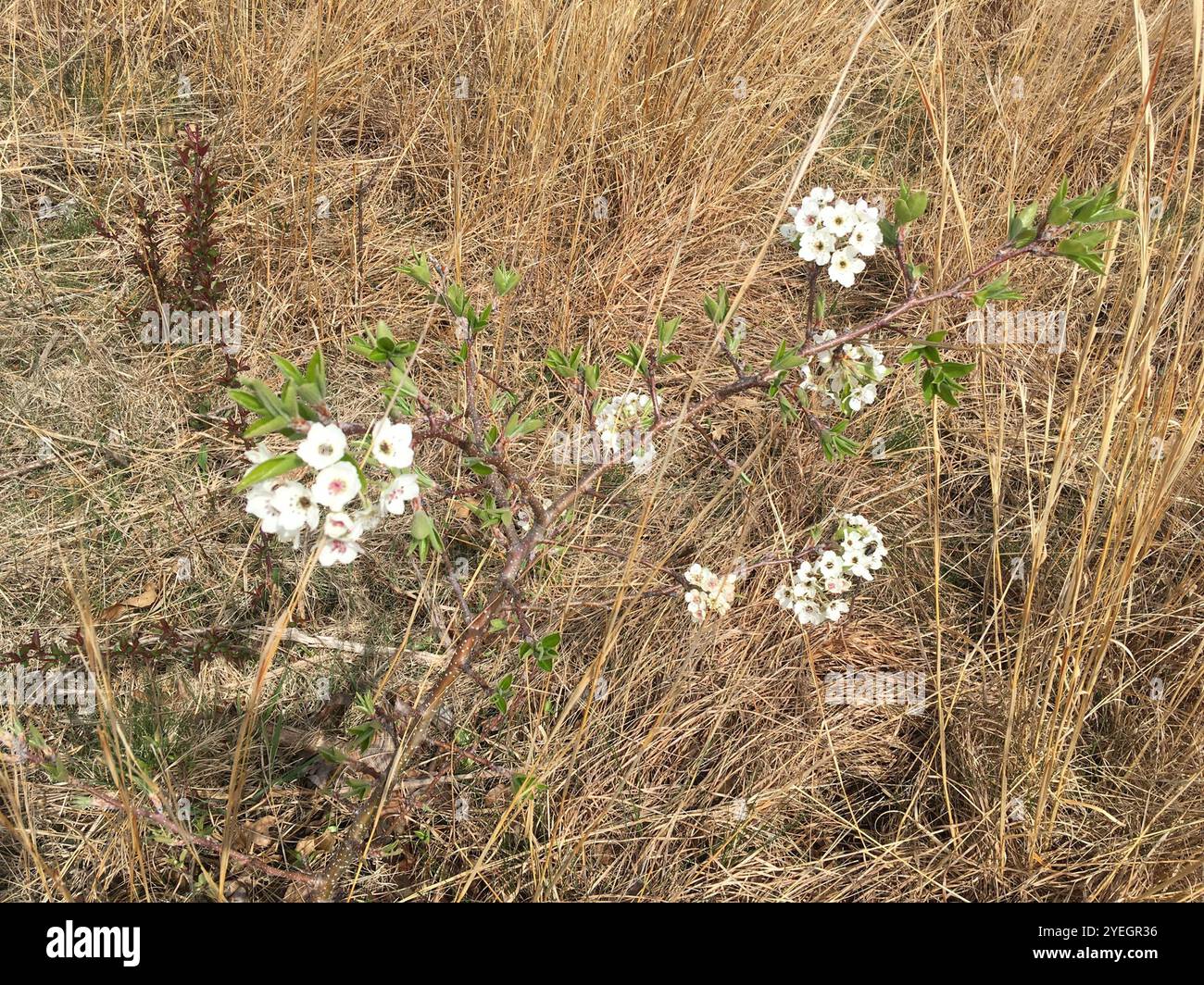 Callery pear (Pyrus calleryana Stock Photo - Alamy