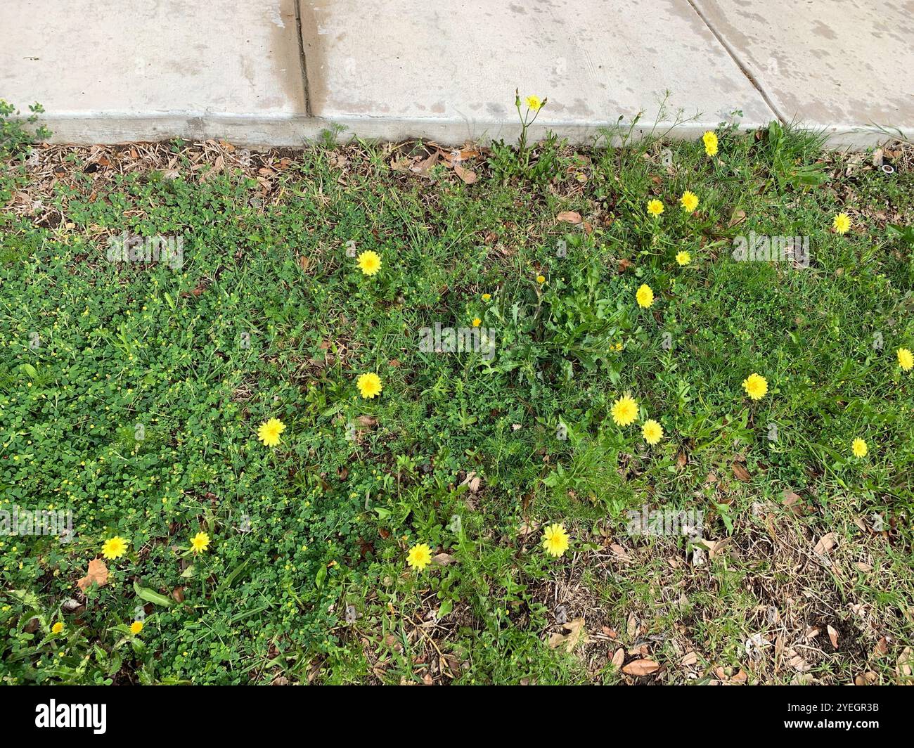 smallflower desert-chicory (Pyrrhopappus pauciflorus Stock Photo - Alamy