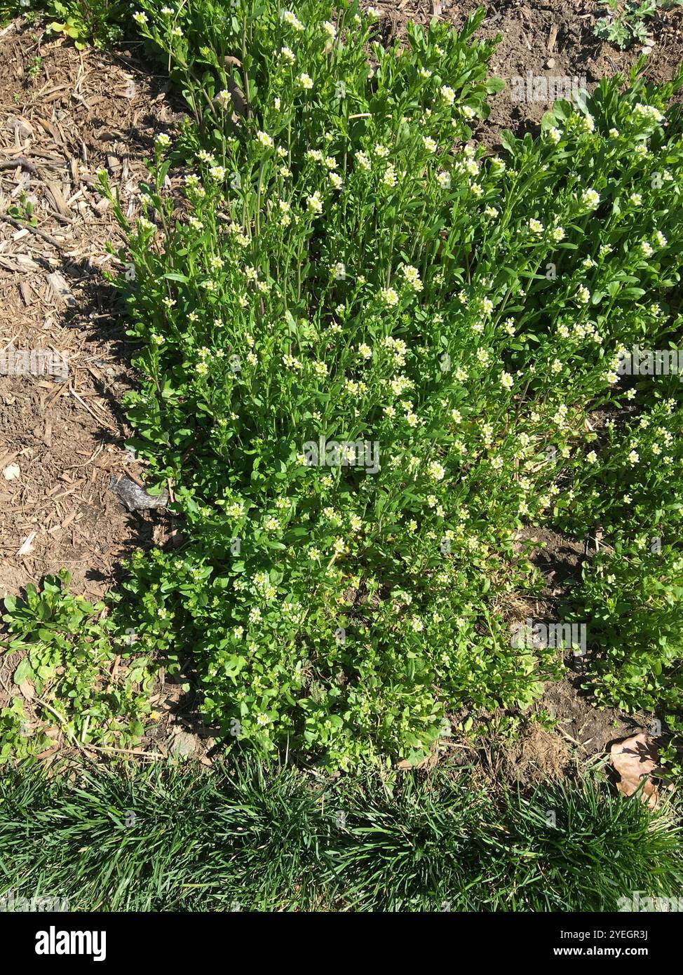 garlic penny-cress (Mummenhoffia alliacea Stock Photo - Alamy