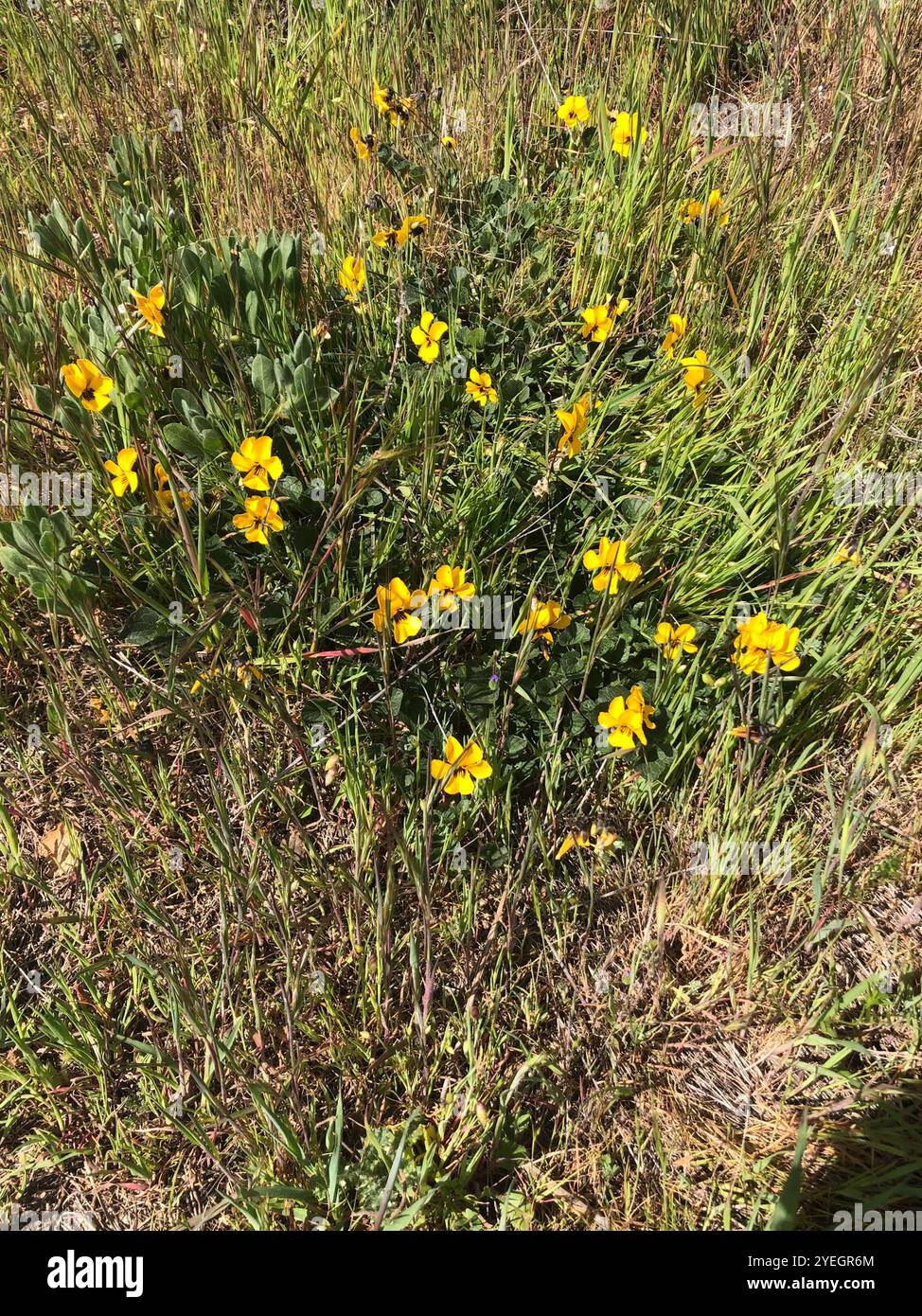 California Golden Violet (Viola pedunculata Stock Photo - Alamy