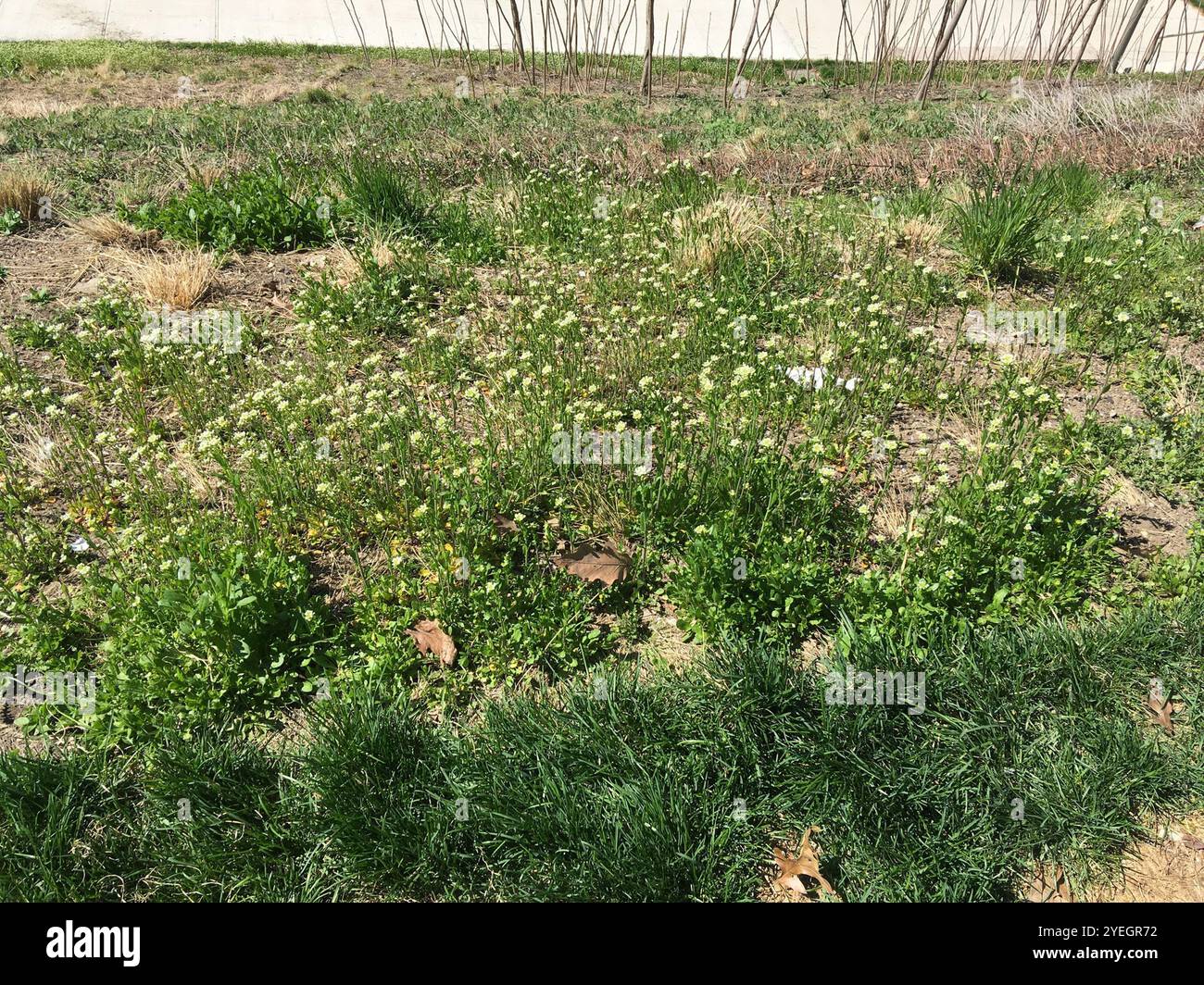 garlic penny-cress (Mummenhoffia alliacea Stock Photo - Alamy