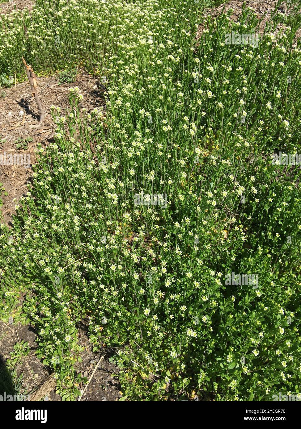 garlic penny-cress (Mummenhoffia alliacea Stock Photo - Alamy