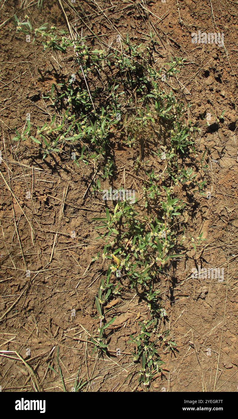 Sessile Joyweed (Alternanthera sessilis Stock Photo - Alamy