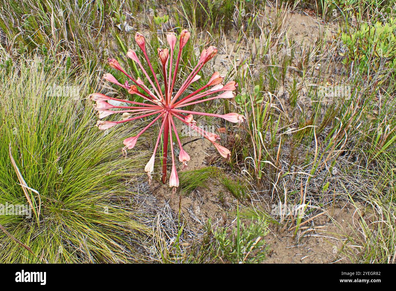 candelabra lily (Brunsvigia orientalis Stock Photo - Alamy