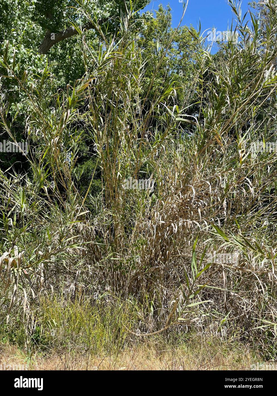 giant reed (Arundo donax Stock Photo - Alamy