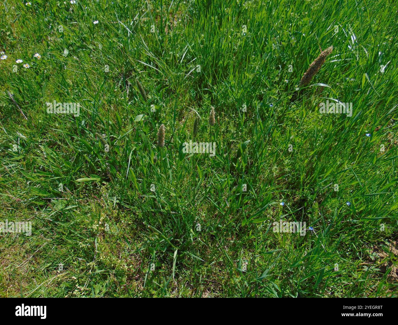Foxtail grasses (Alopecurus Stock Photo - Alamy