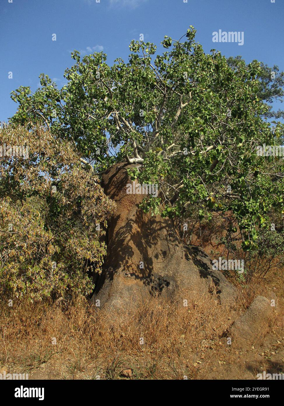Large-leaved rock fig (Ficus abutilifolia Stock Photo - Alamy