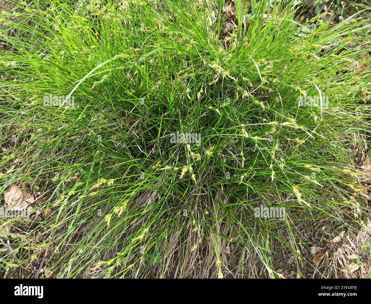 grasses, sedges, cattails, and allies (Poales Stock Photo - Alamy