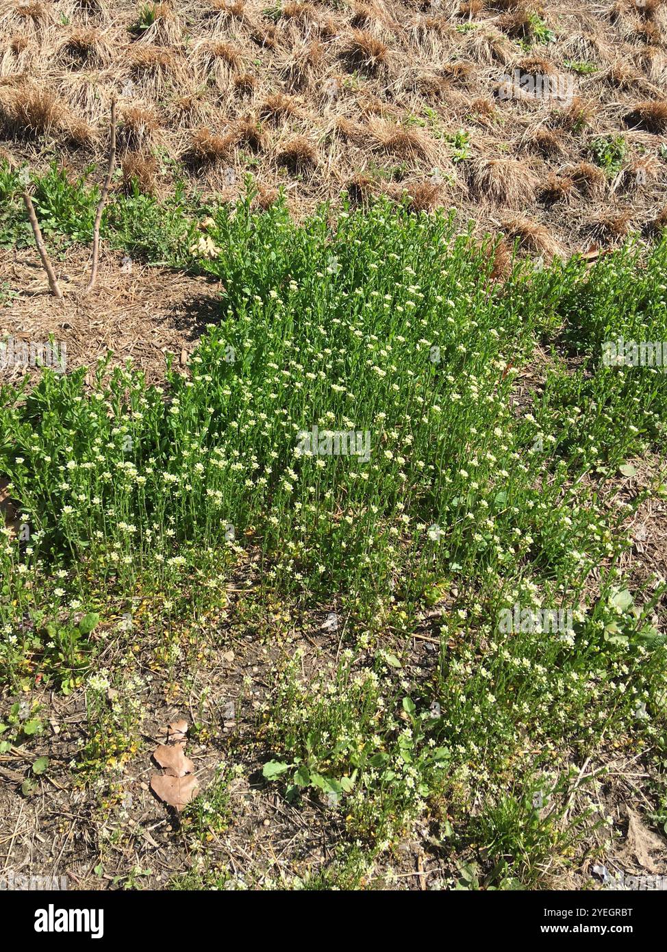 garlic penny-cress (Mummenhoffia alliacea Stock Photo - Alamy