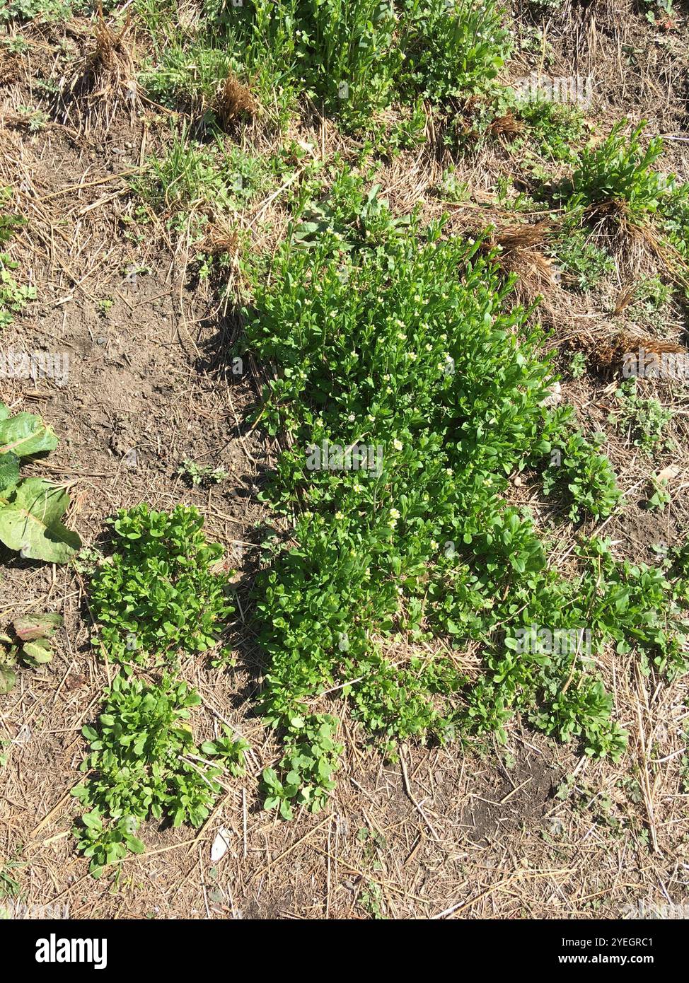 garlic penny-cress (Mummenhoffia alliacea Stock Photo - Alamy