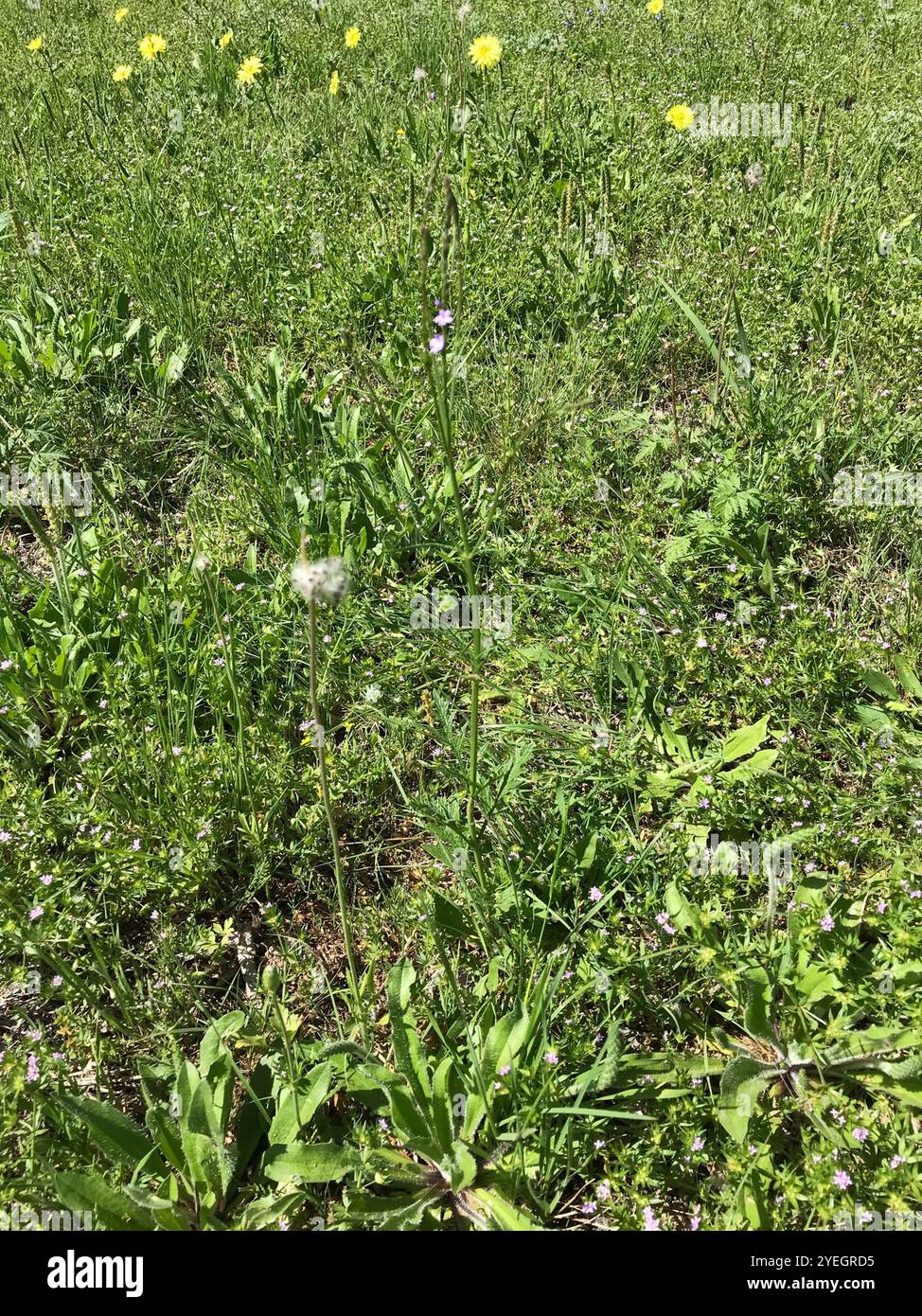 Texas vervain hi-res stock photography and images - Alamy