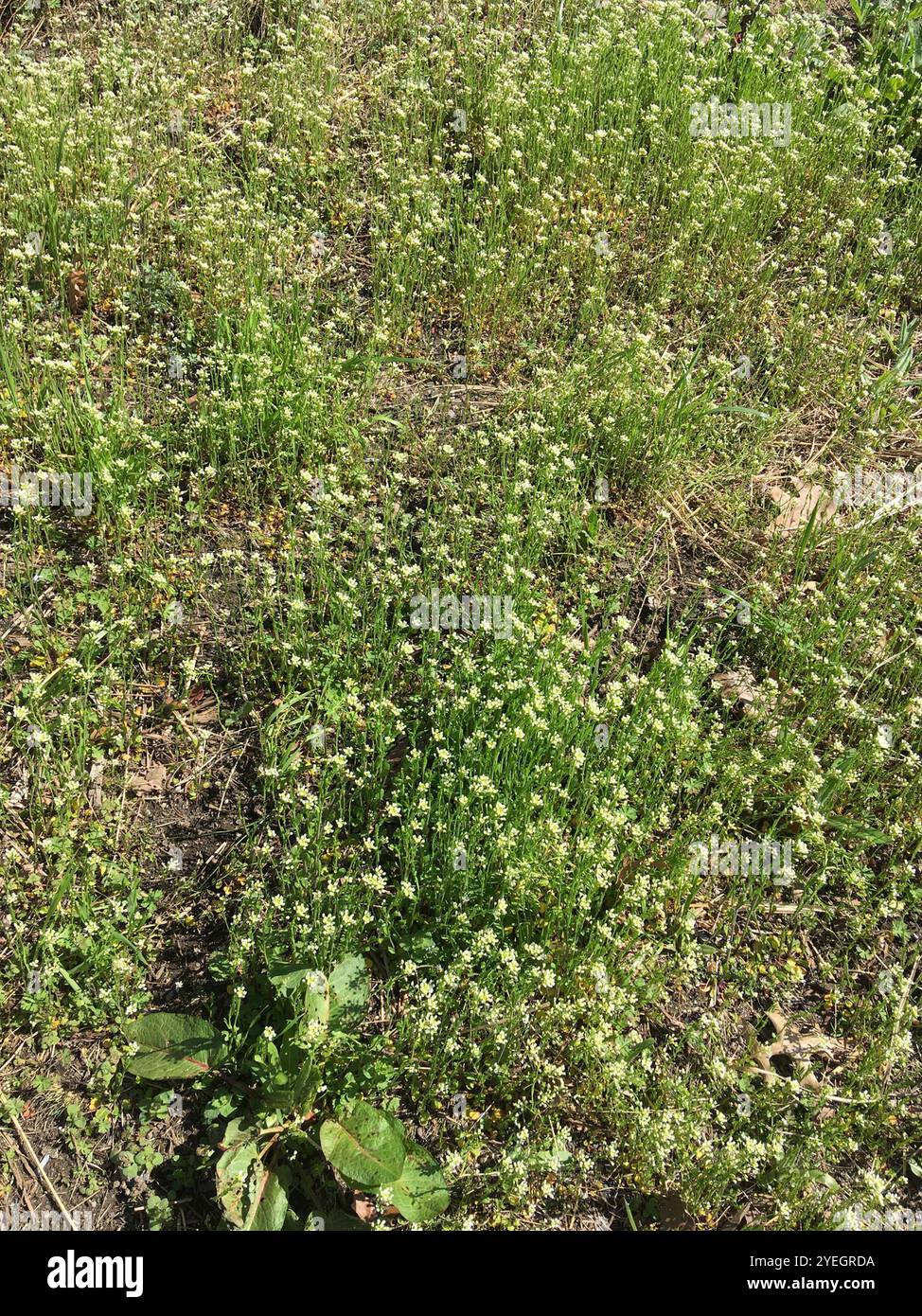 garlic penny-cress (Mummenhoffia alliacea Stock Photo - Alamy
