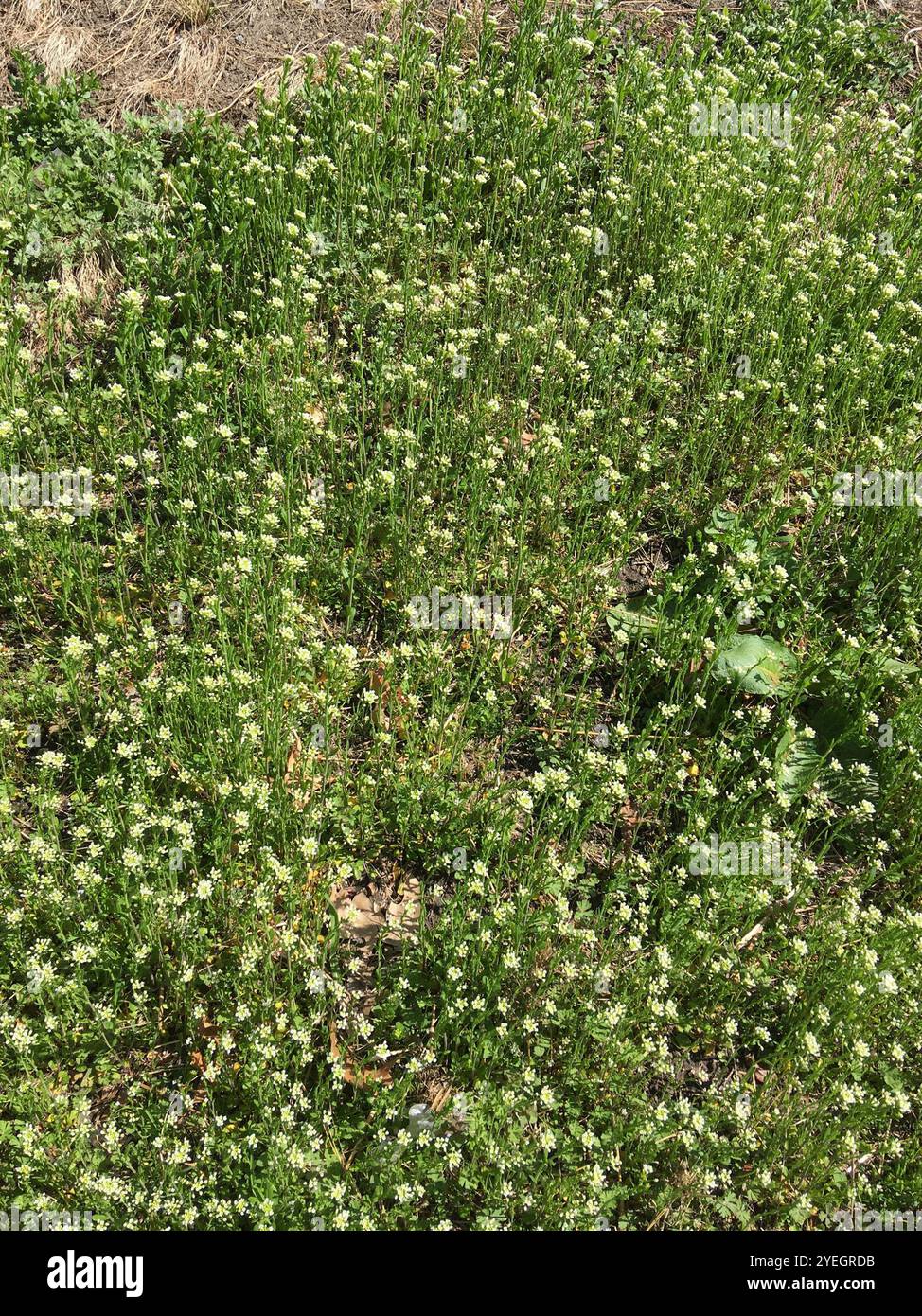 garlic penny-cress (Mummenhoffia alliacea Stock Photo - Alamy