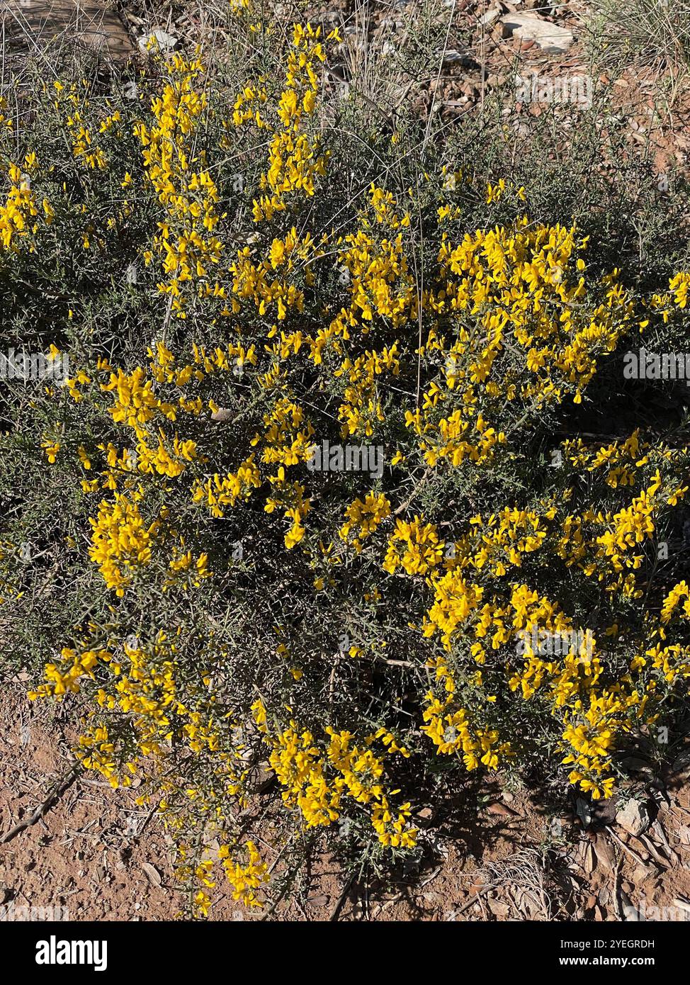 Scorpion Broom (Genista scorpius Stock Photo - Alamy
