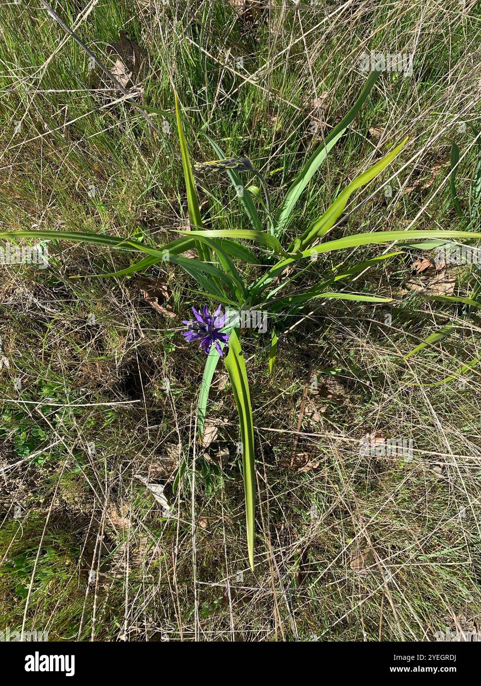 great camas (Camassia leichtlinii Stock Photo - Alamy
