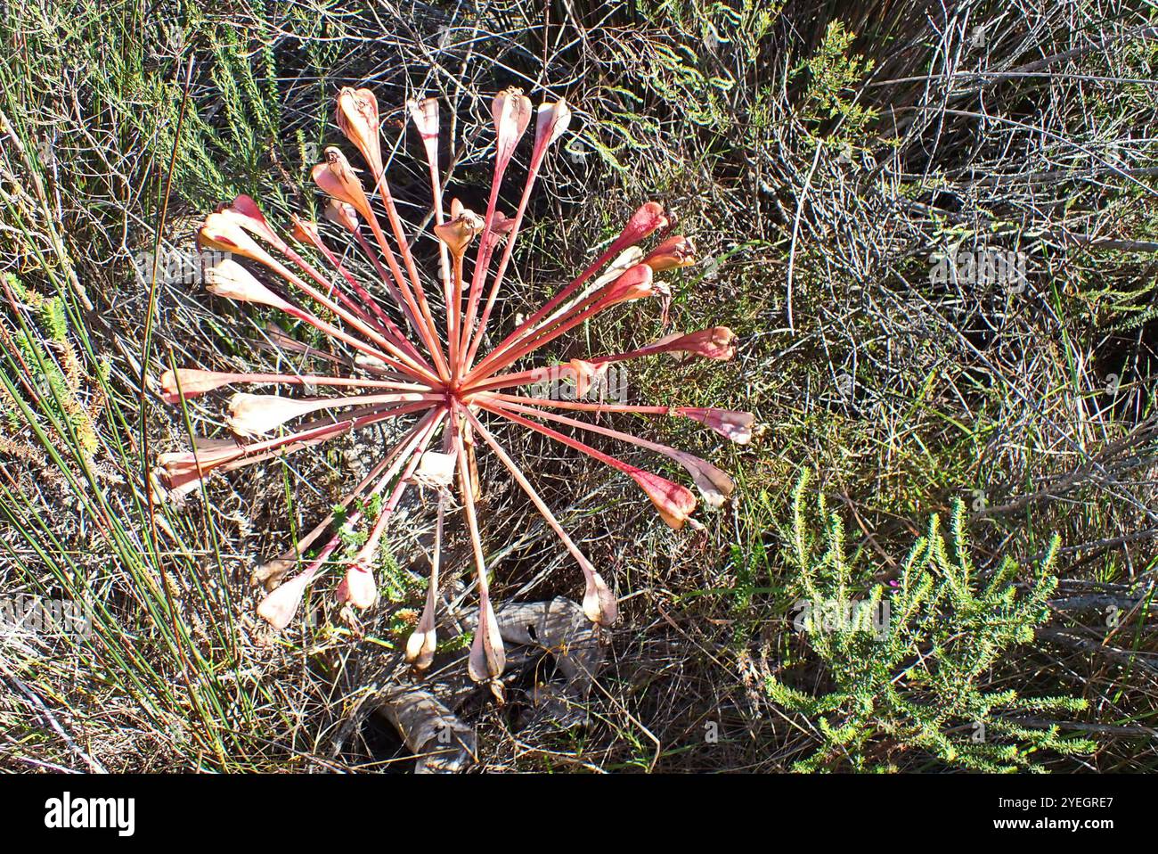 Candelabra lily hi-res stock photography and images - Alamy