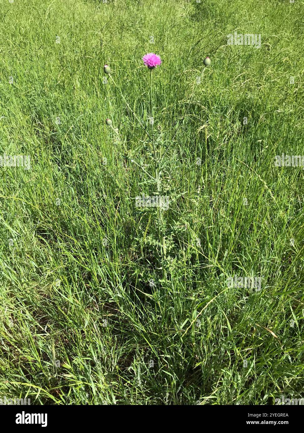 Texas Thistle (Cirsium texanum Stock Photo - Alamy