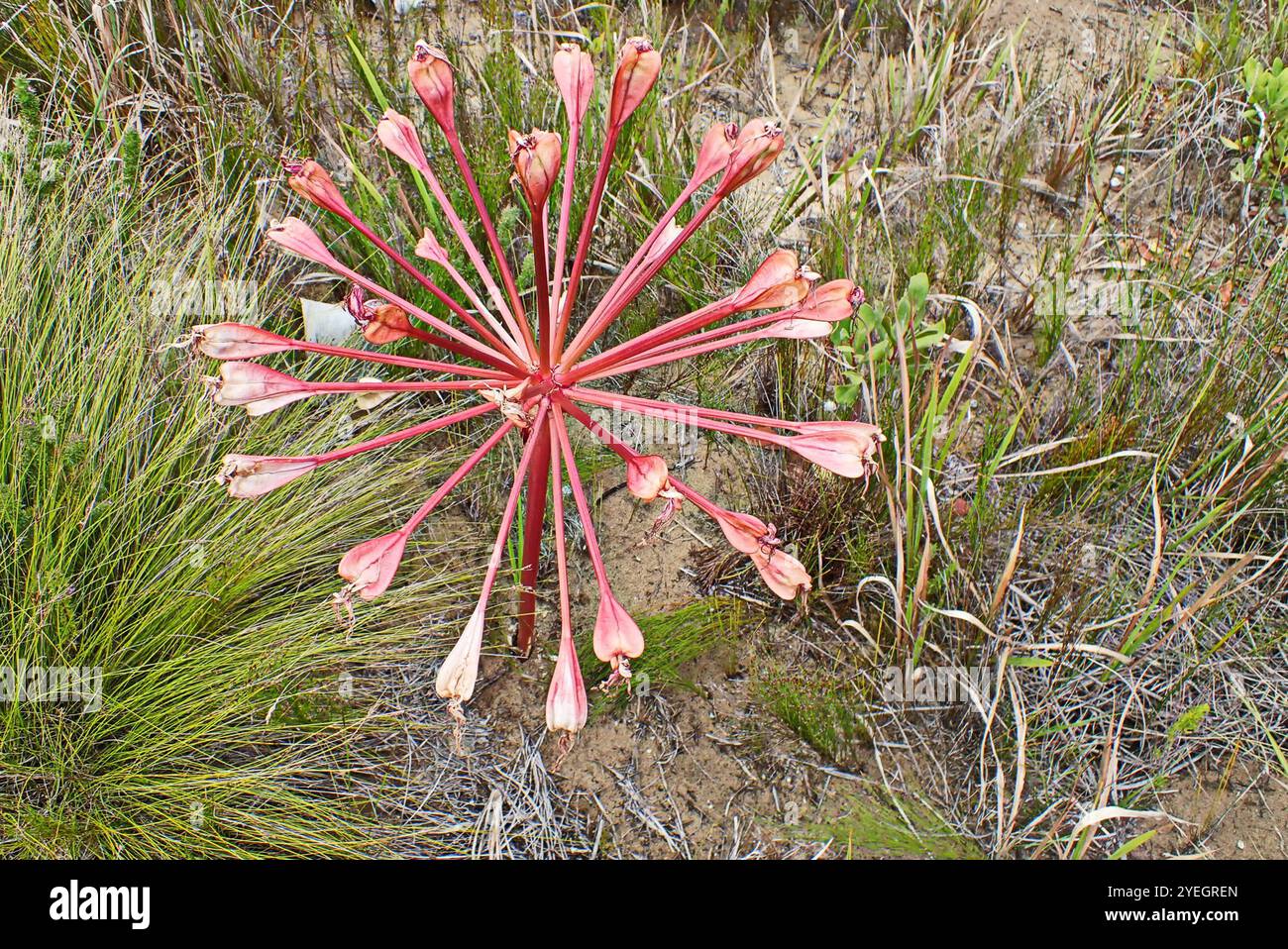 candelabra lily (Brunsvigia orientalis Stock Photo - Alamy