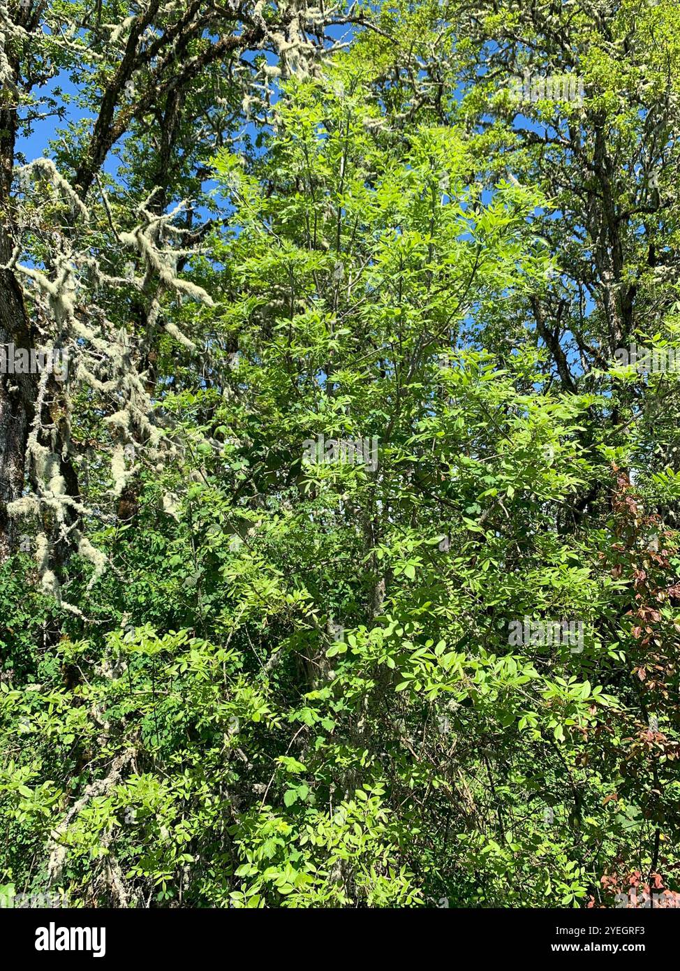 Oregon Ash (Fraxinus latifolia Stock Photo - Alamy