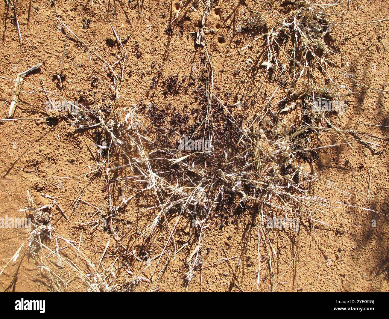 African stink ant (Paltothyreus tarsatus Stock Photo - Alamy