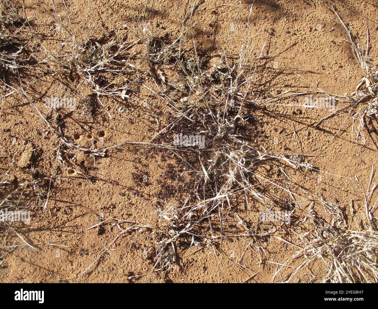 African stink ant (Paltothyreus tarsatus Stock Photo - Alamy