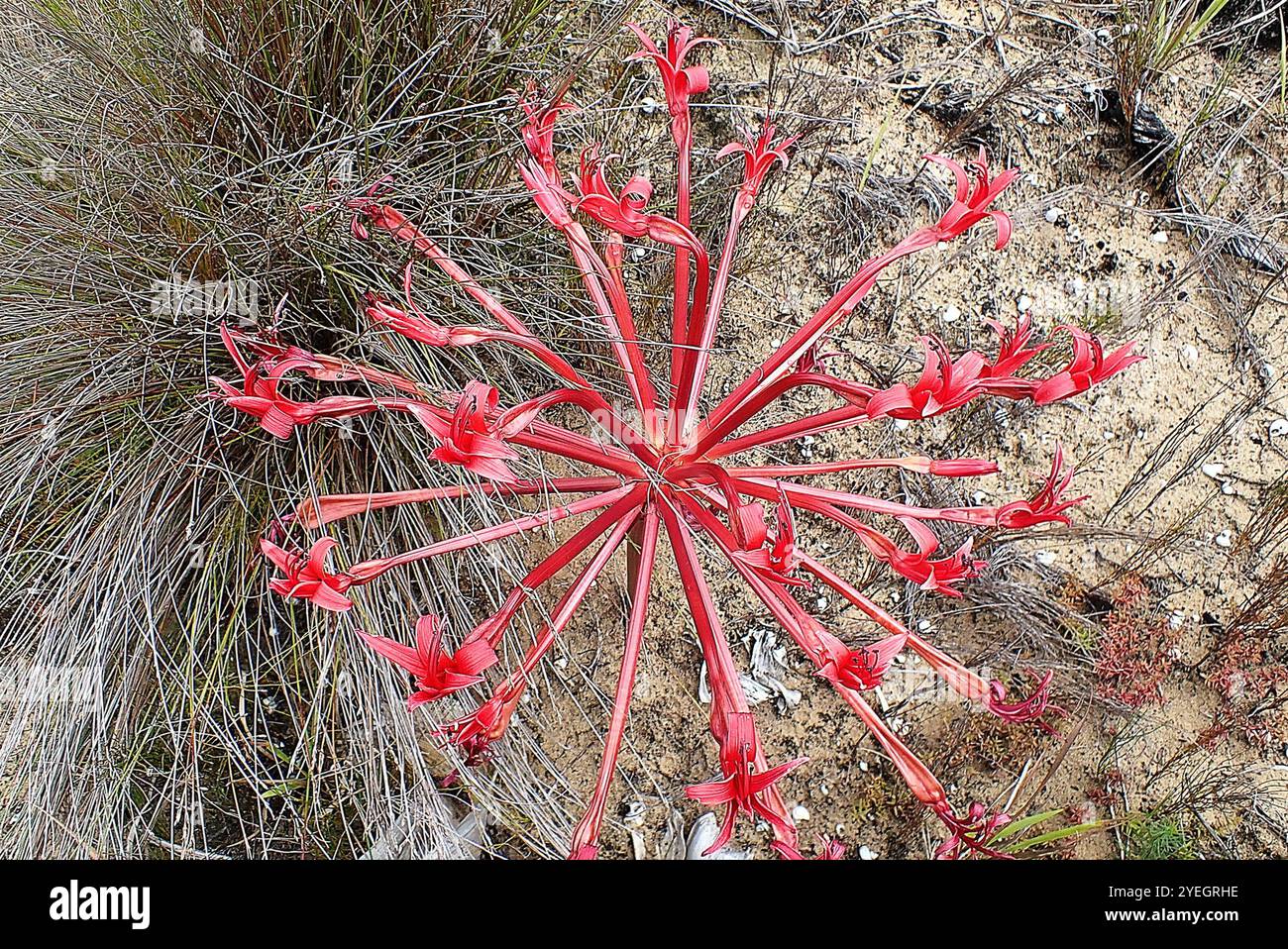 Brunsvigia orientalis hi-res stock photography and images - Alamy