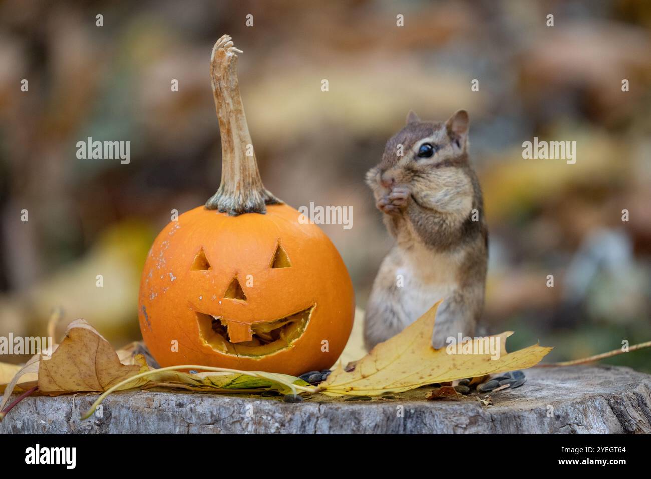 Eastern Chipmunk (Tamias Striatus) gathers seeds in fall next to Jack-O ...