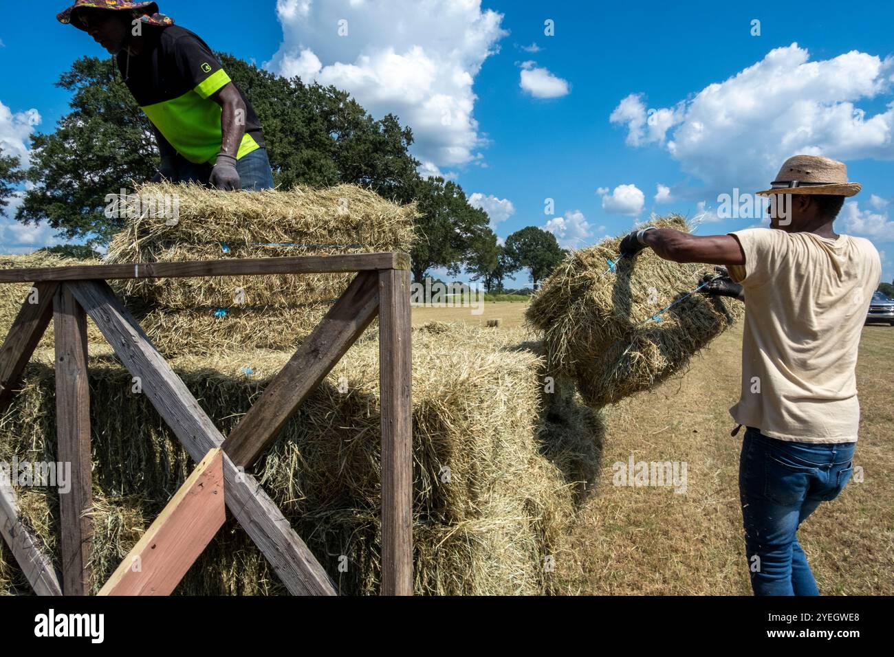 African American farm workers stack hay bales in Arnaudville, Louisiana ...