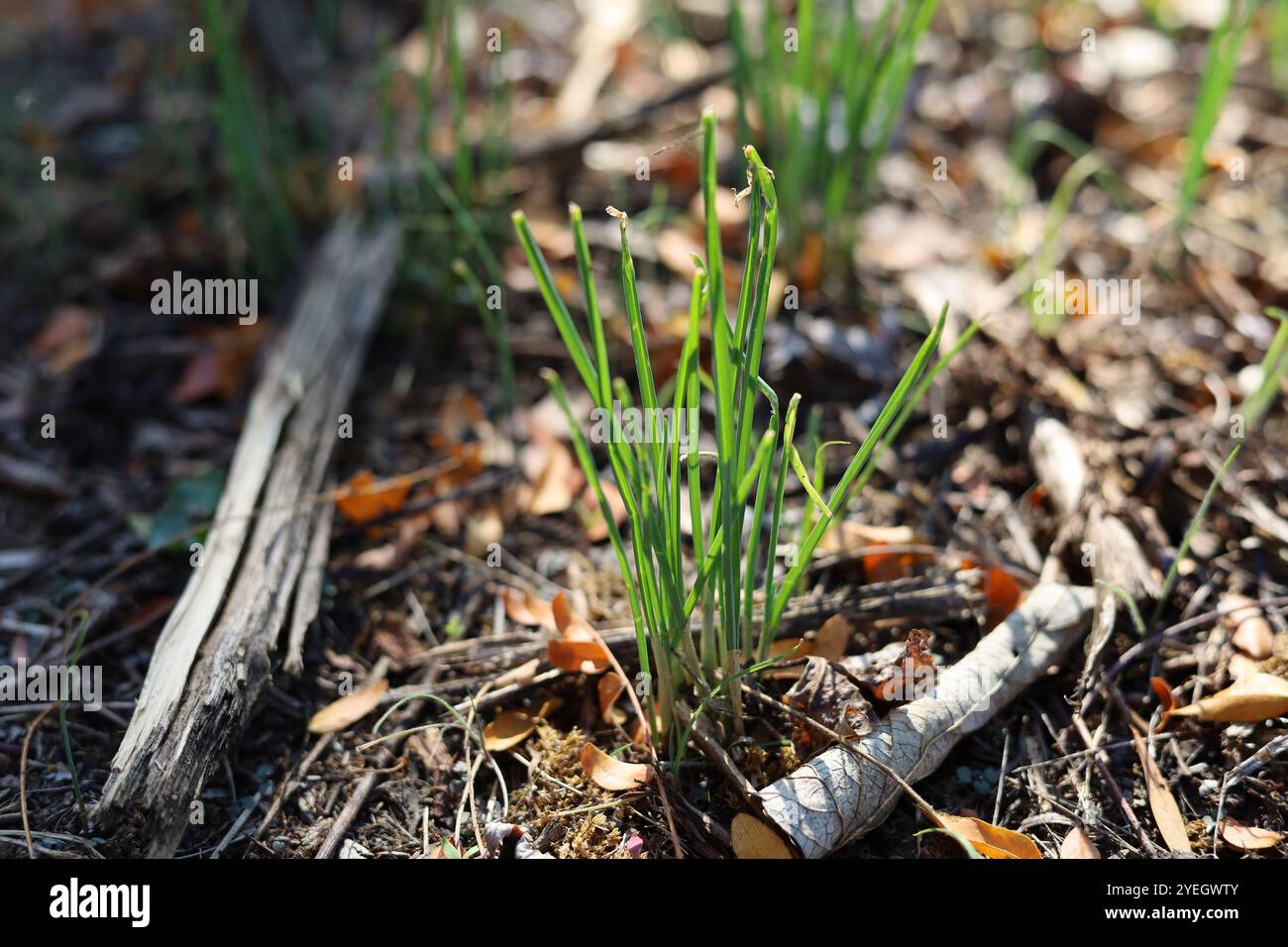 New grass life growing among dead matter close-up Stock Photo - Alamy