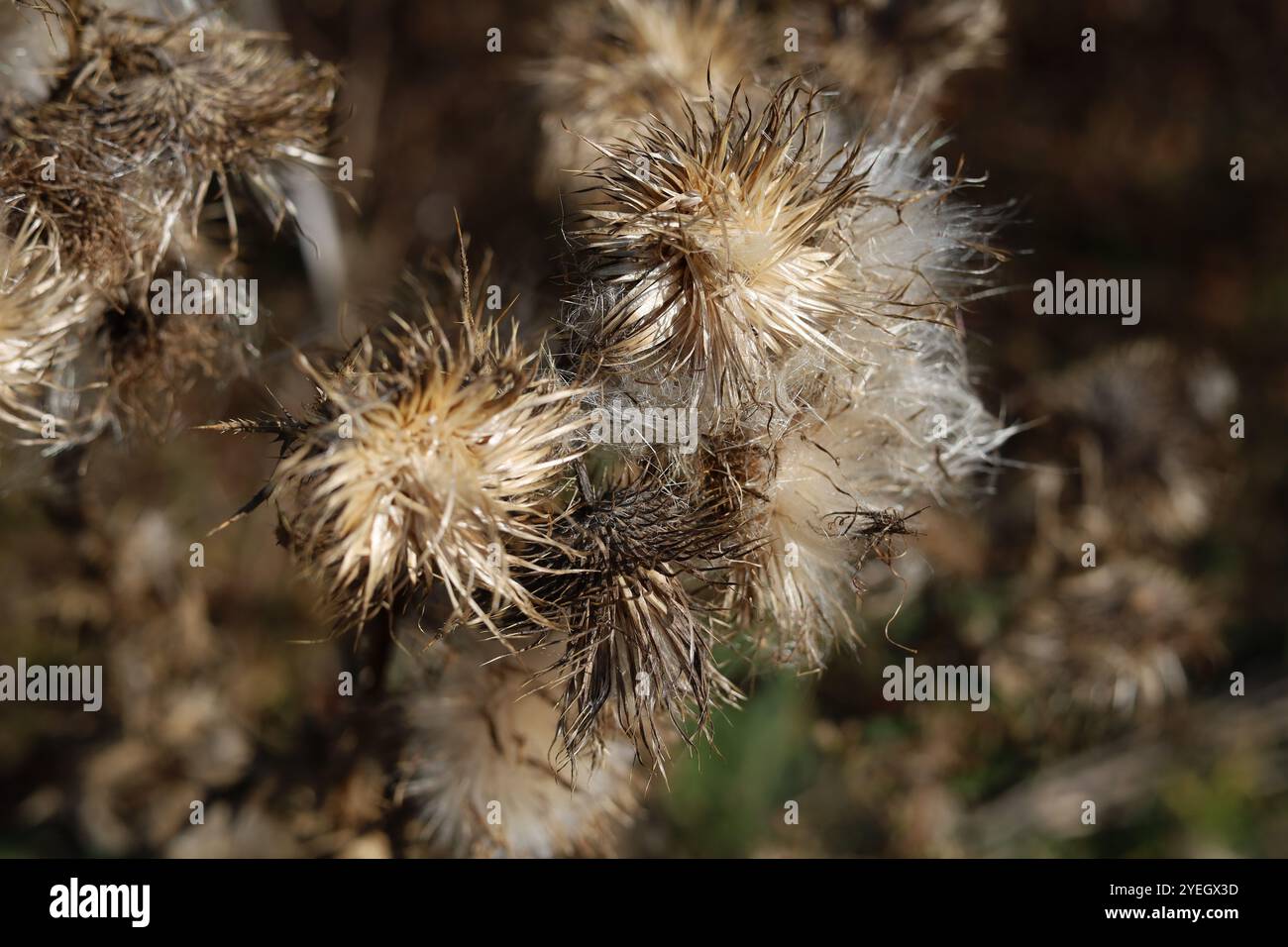 Thistle seed pods hi-res stock photography and images - Alamy