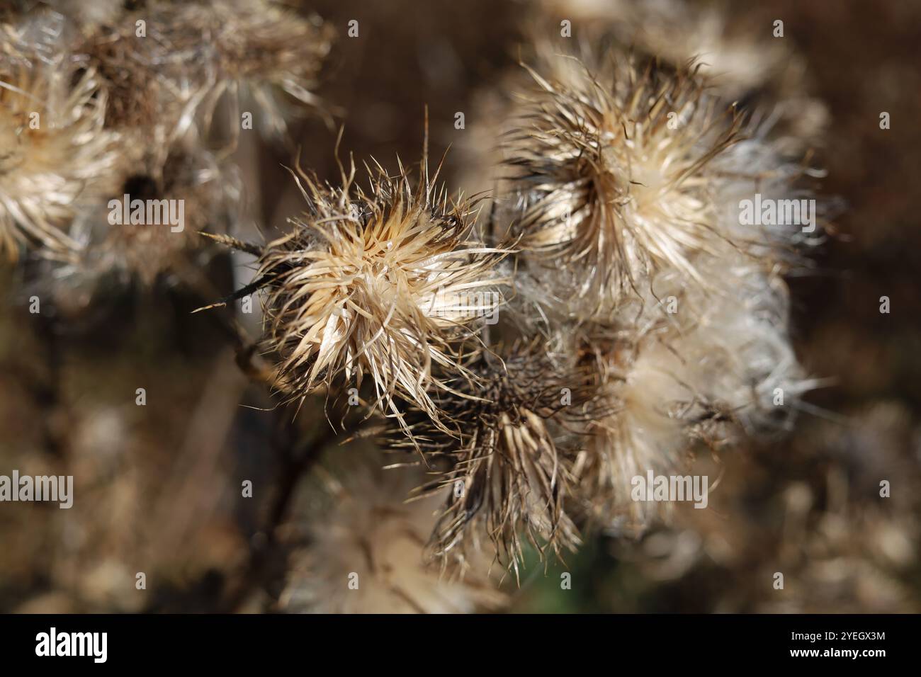 Fall dried thistle hi-res stock photography and images - Alamy