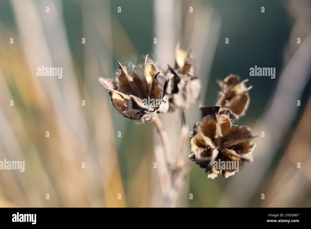 Hibiscus seed pods open and dried close-up Stock Photo - Alamy