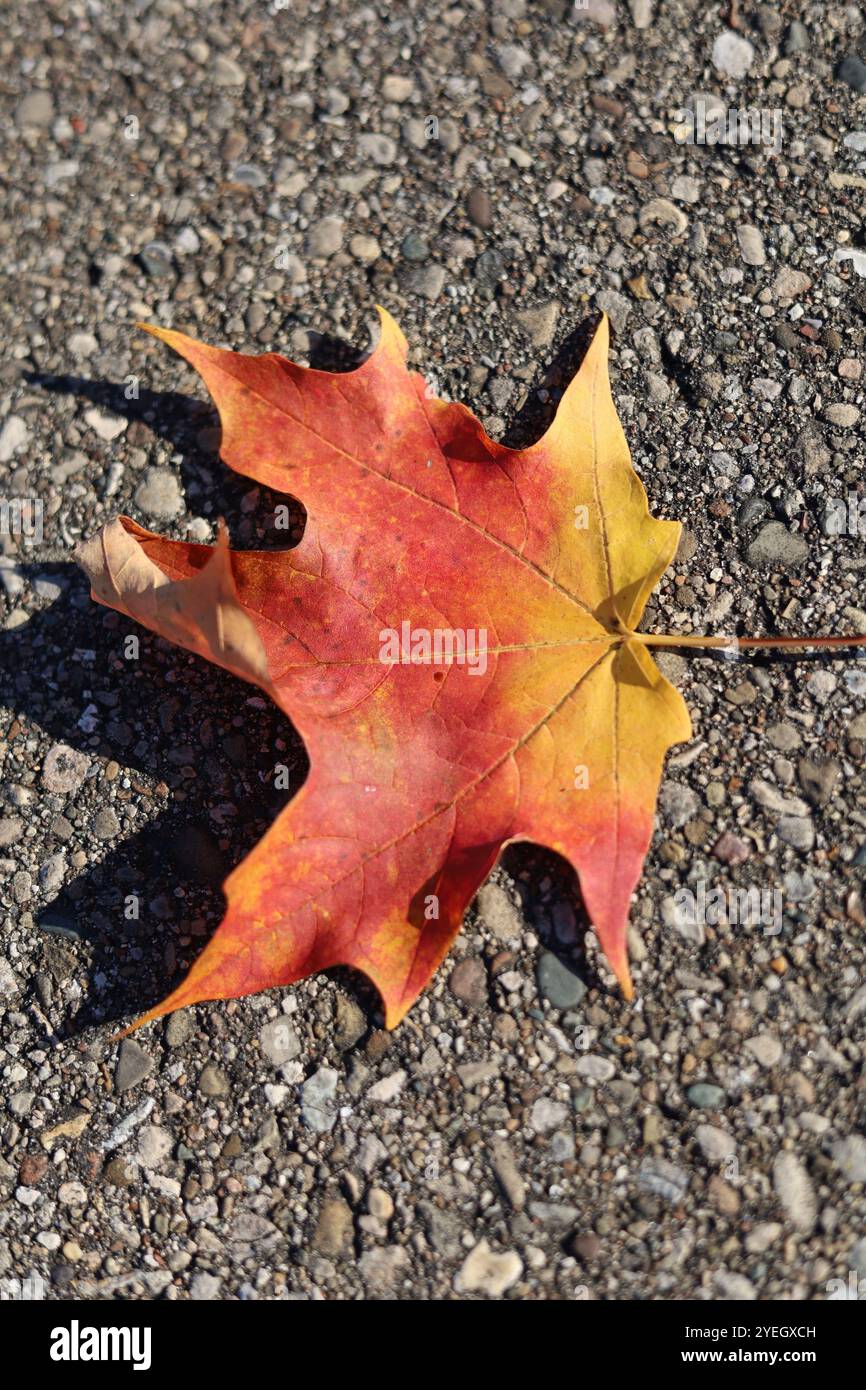 Red and yellow fall colors maple leaf on asphalt surface Stock Photo ...