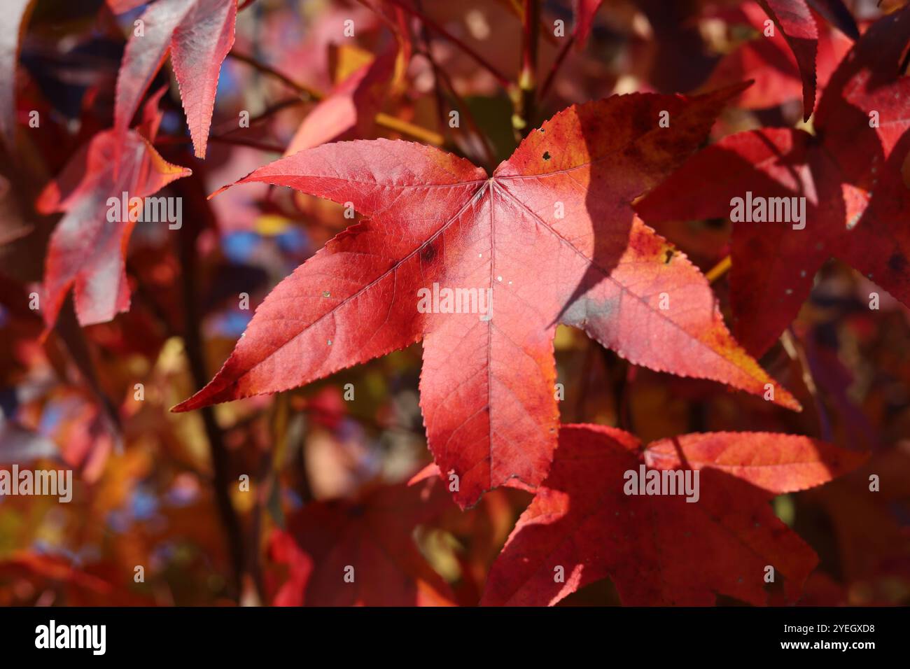 Sweetgum tree leaf turned red for fall color Stock Photo - Alamy