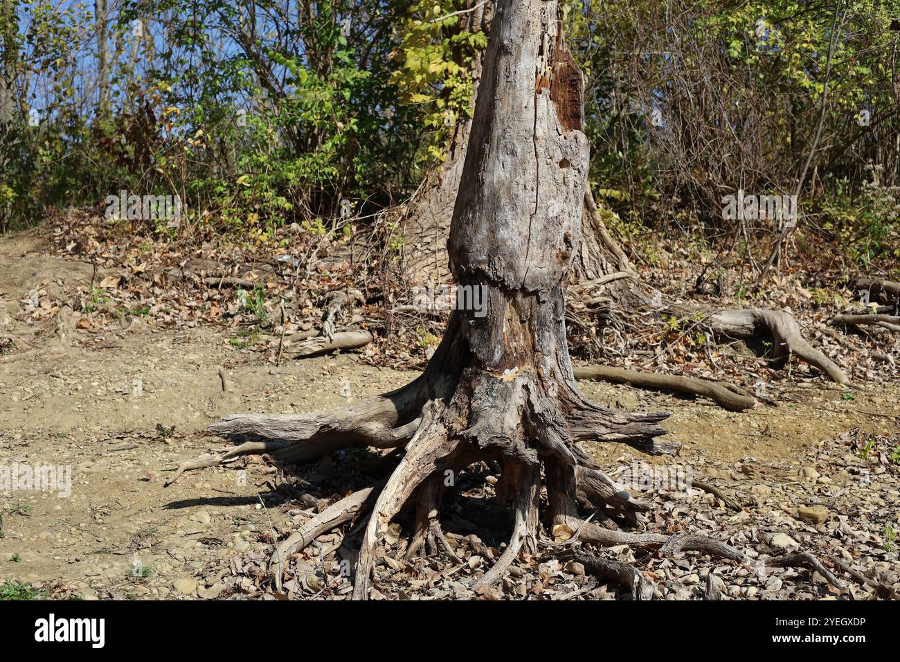 Dead tree with trunk and exposed roots on dried up lake shore after ...