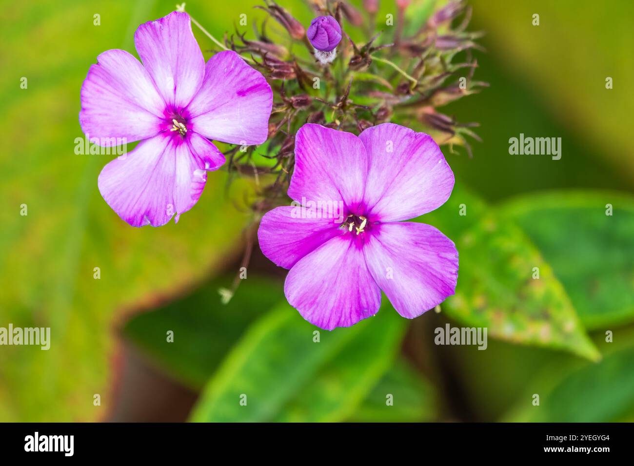 Pink phlox flowers. Phlox paniculata. Flowering herbaceous plants ...