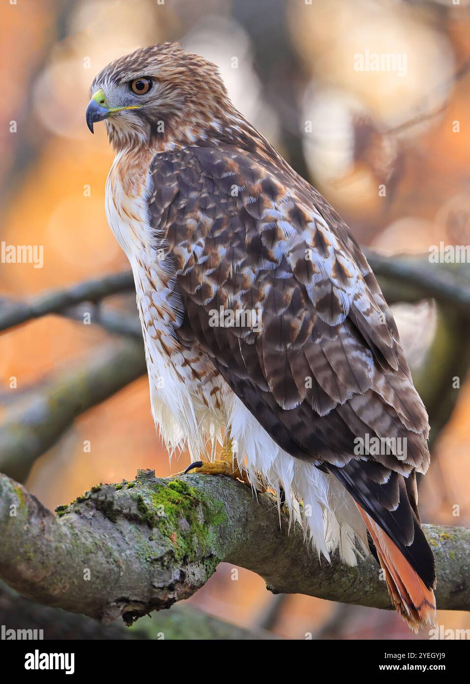Red tailed hawk perched hi-res stock photography and images - Alamy