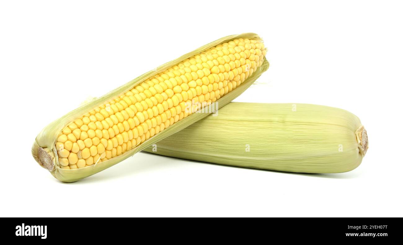 Fresh corn cobs displayed with husks and kernels isolated on white ...