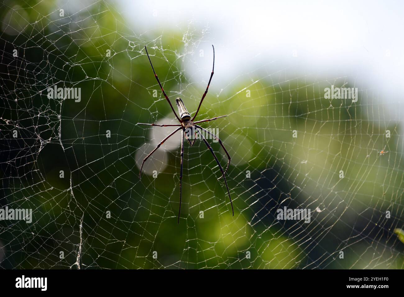 Northern Golden Orb Weaver spinning his web in the forest in Lantau ...