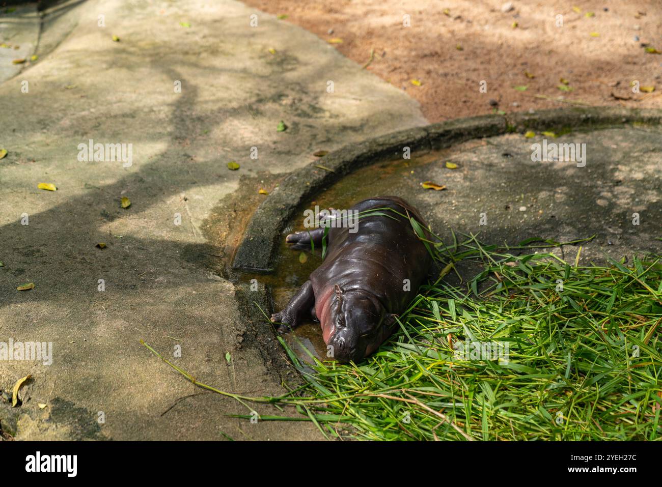 Moo deng hi-res stock photography and images - Alamy