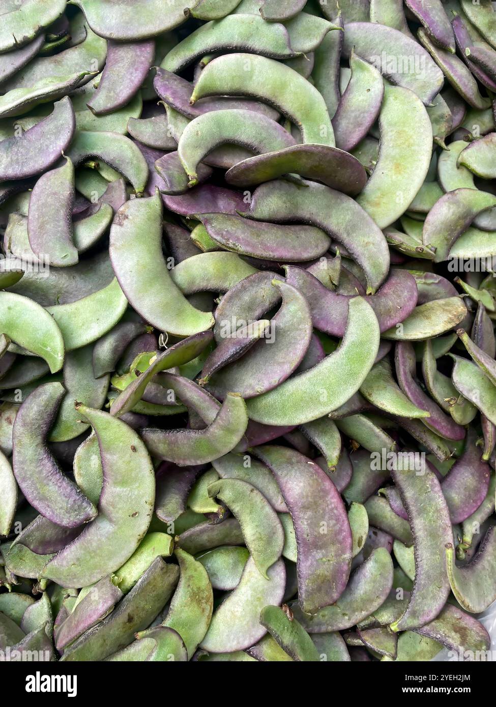 freash creeper flat beans.this photo was taken from Bangladesh Stock ...