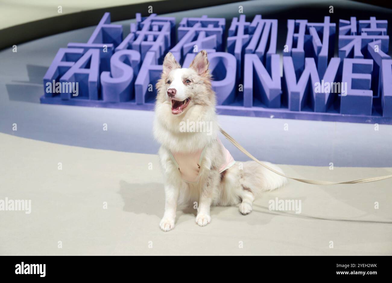 SHANGHAI, CHINA - OCTOBER 27, 2024 - Pet owners with national style ...