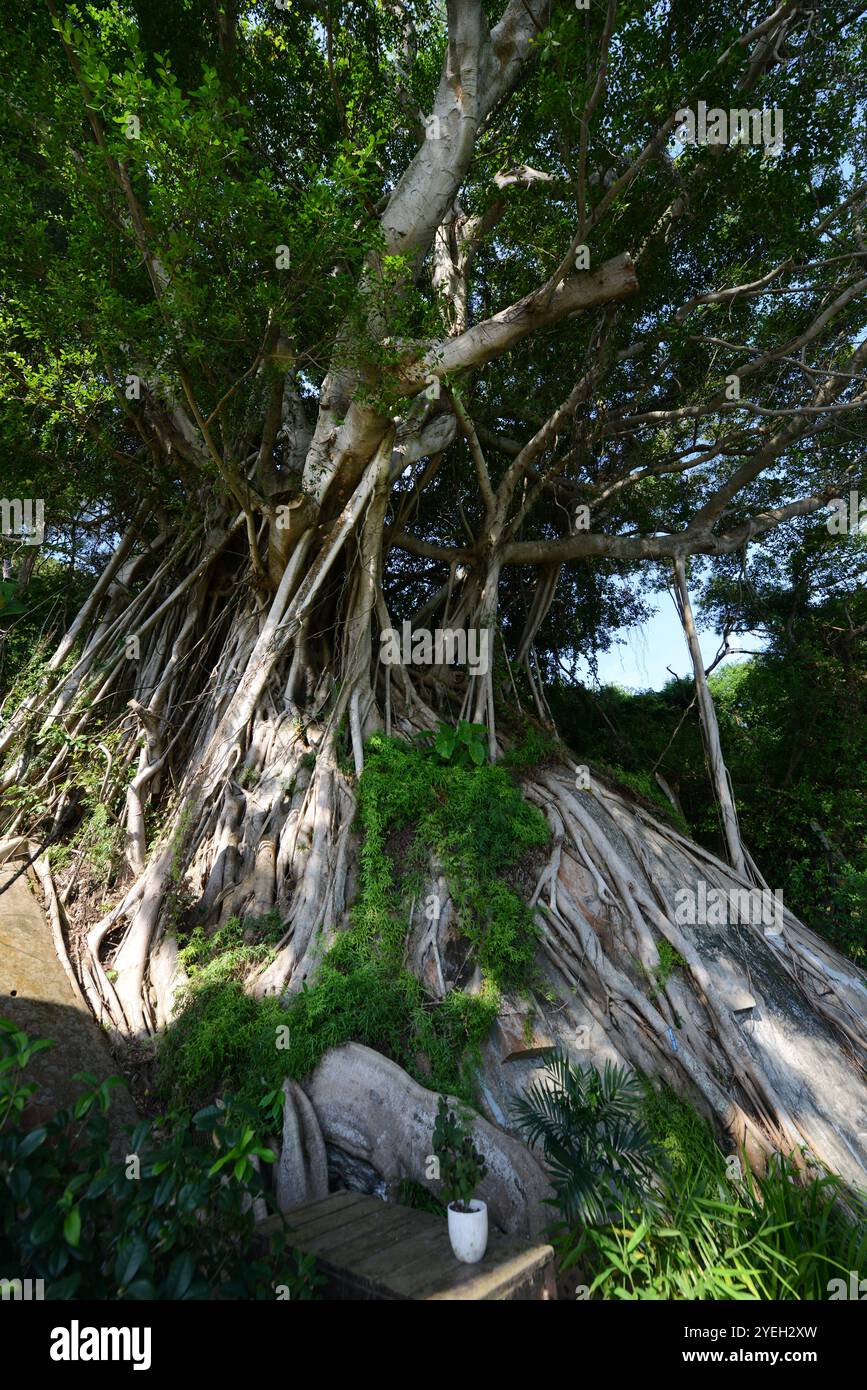 Banyan tree hong kong hi-res stock photography and images - Alamy