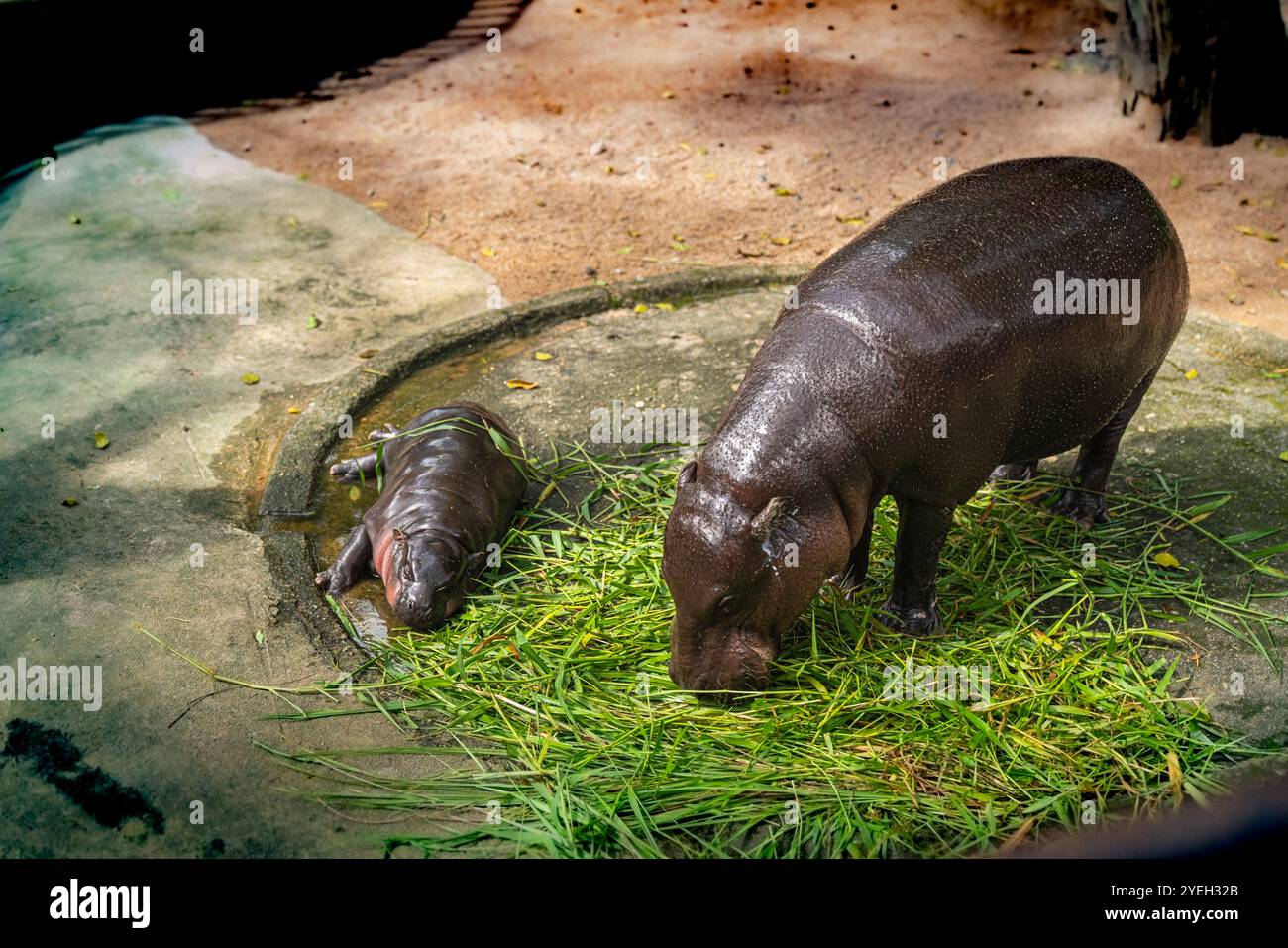 Moo deng pygmy hippo hi-res stock photography and images - Alamy