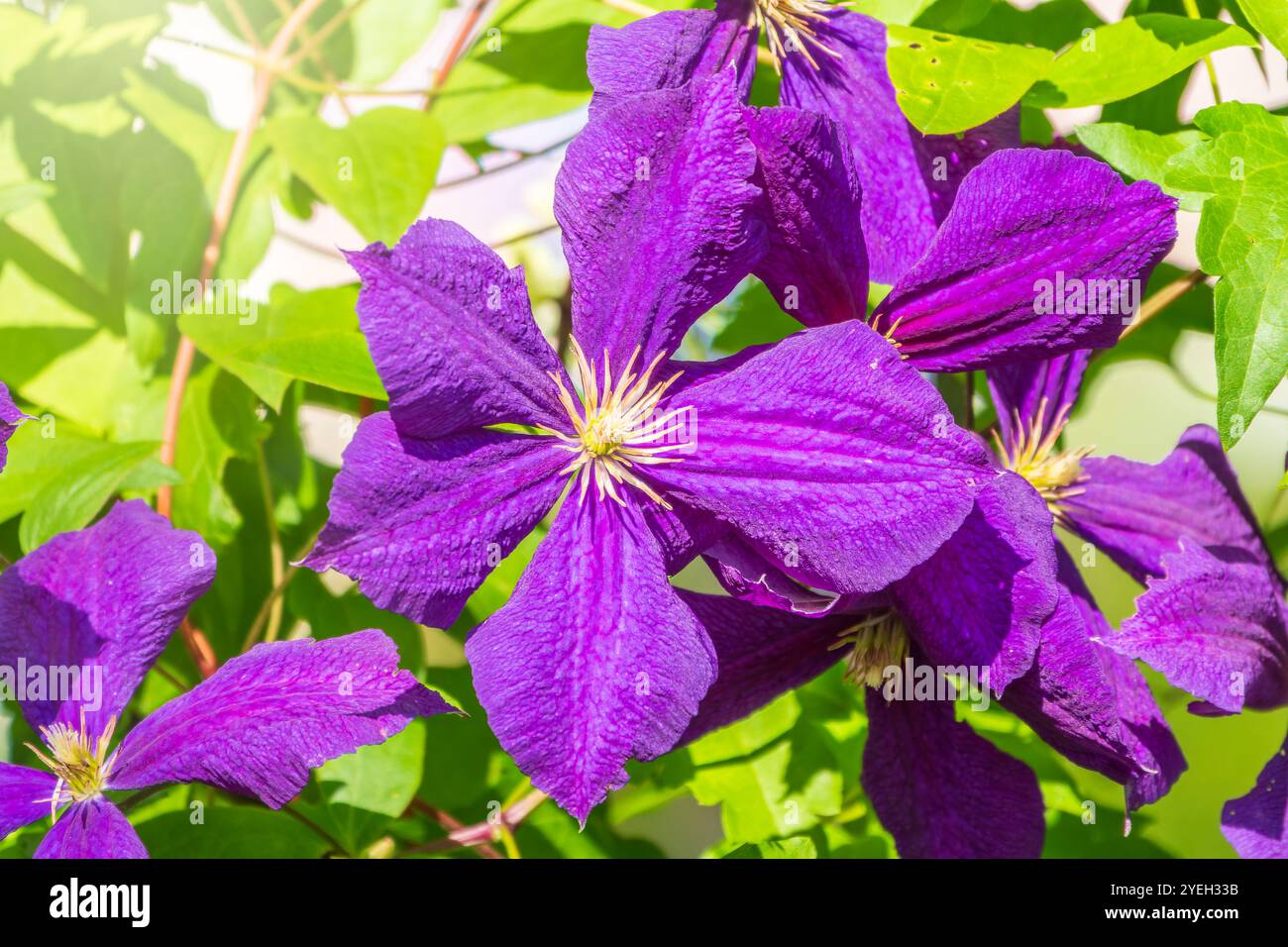 Spring Flowering Downy Clematis (Clematis macropetala). Close up of ...
