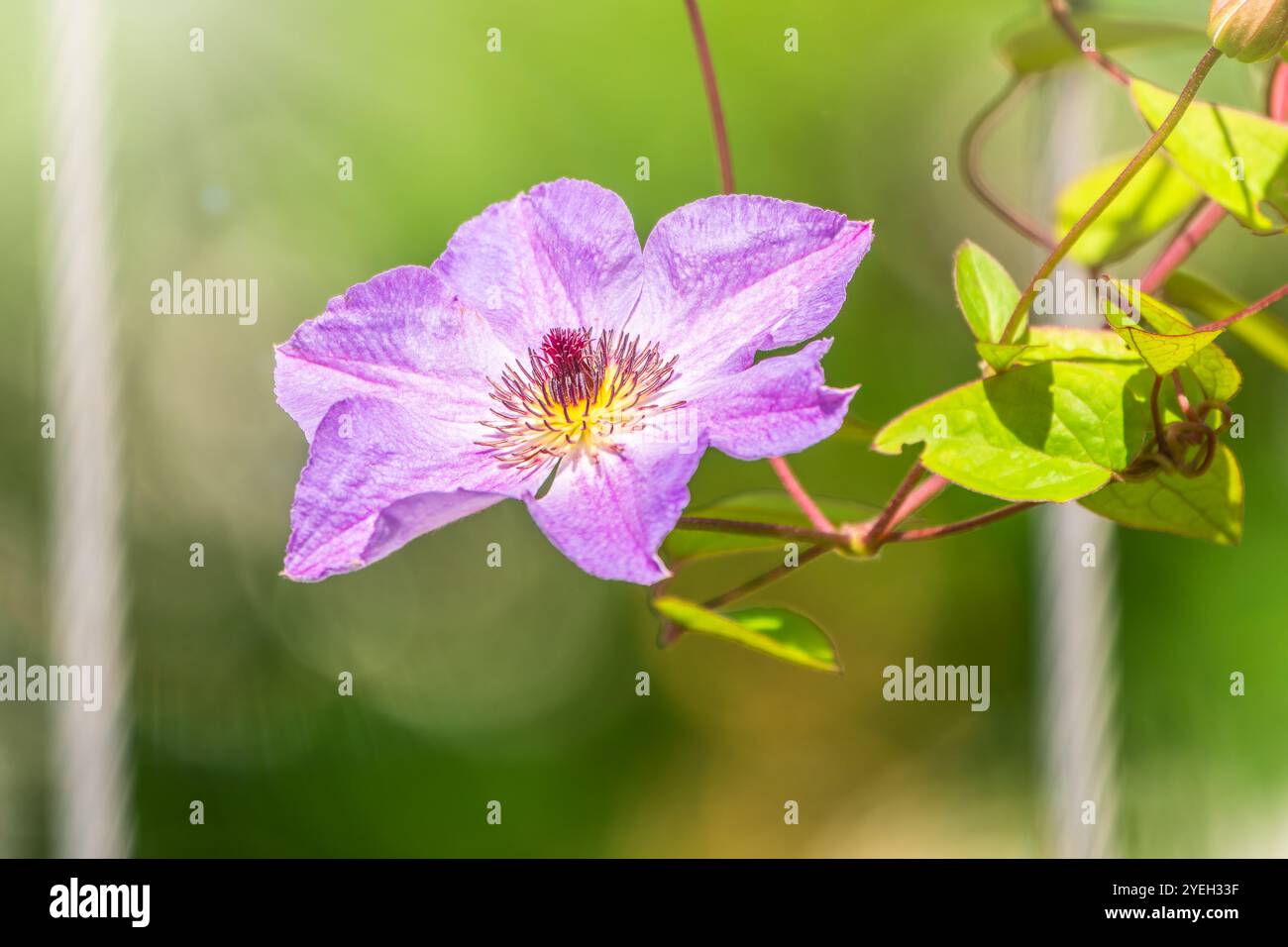 Spring Flowering Downy Clematis (Clematis macropetala). Close up of ...