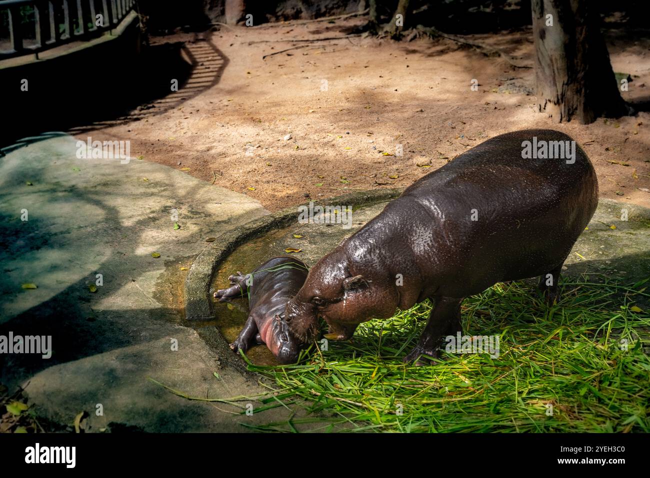 Moo deng hi-res stock photography and images - Alamy
