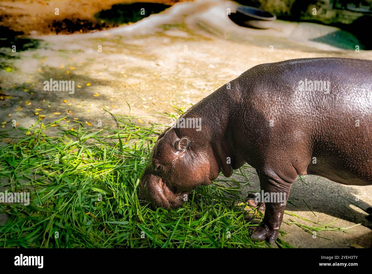 Moo deng hi-res stock photography and images - Alamy