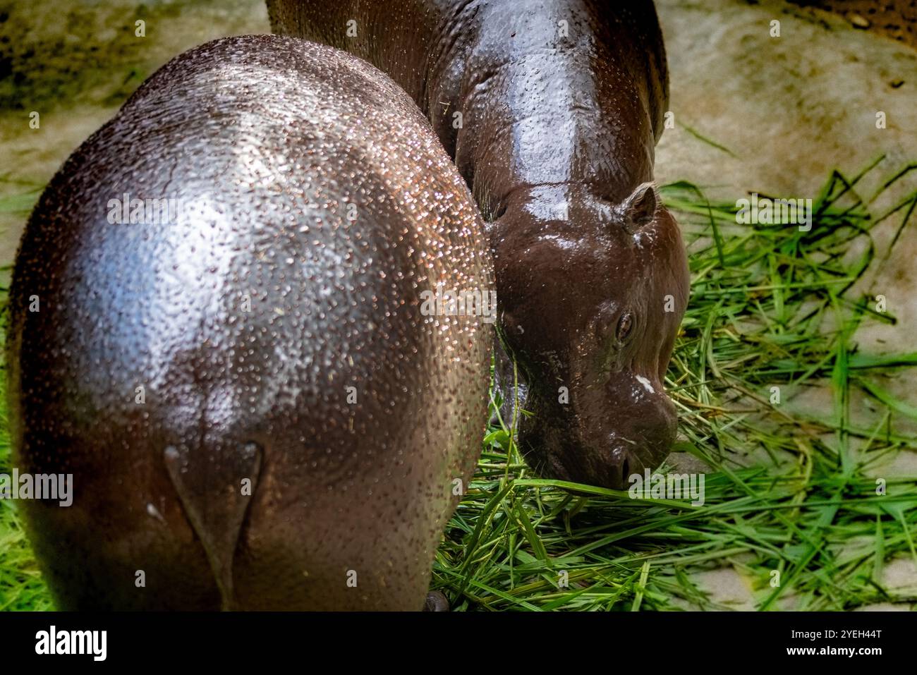 A baby hippopotamus is causing a fan frenzy in Thailand. Moo Deng - a ...